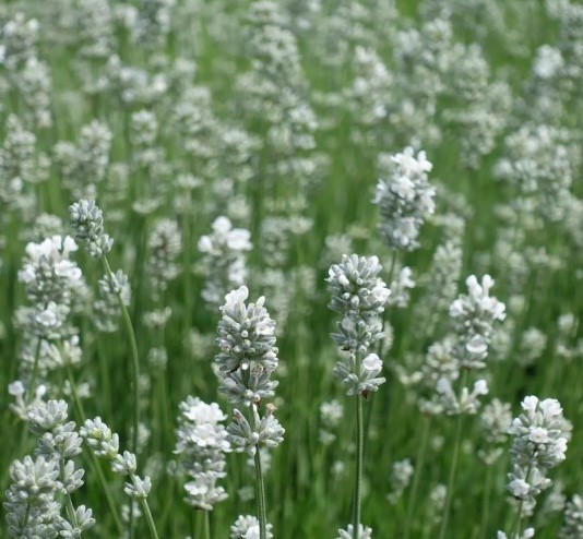 Witte Lavendel - Lavandula angustifolia Alba Les Bulbes a Fleurs